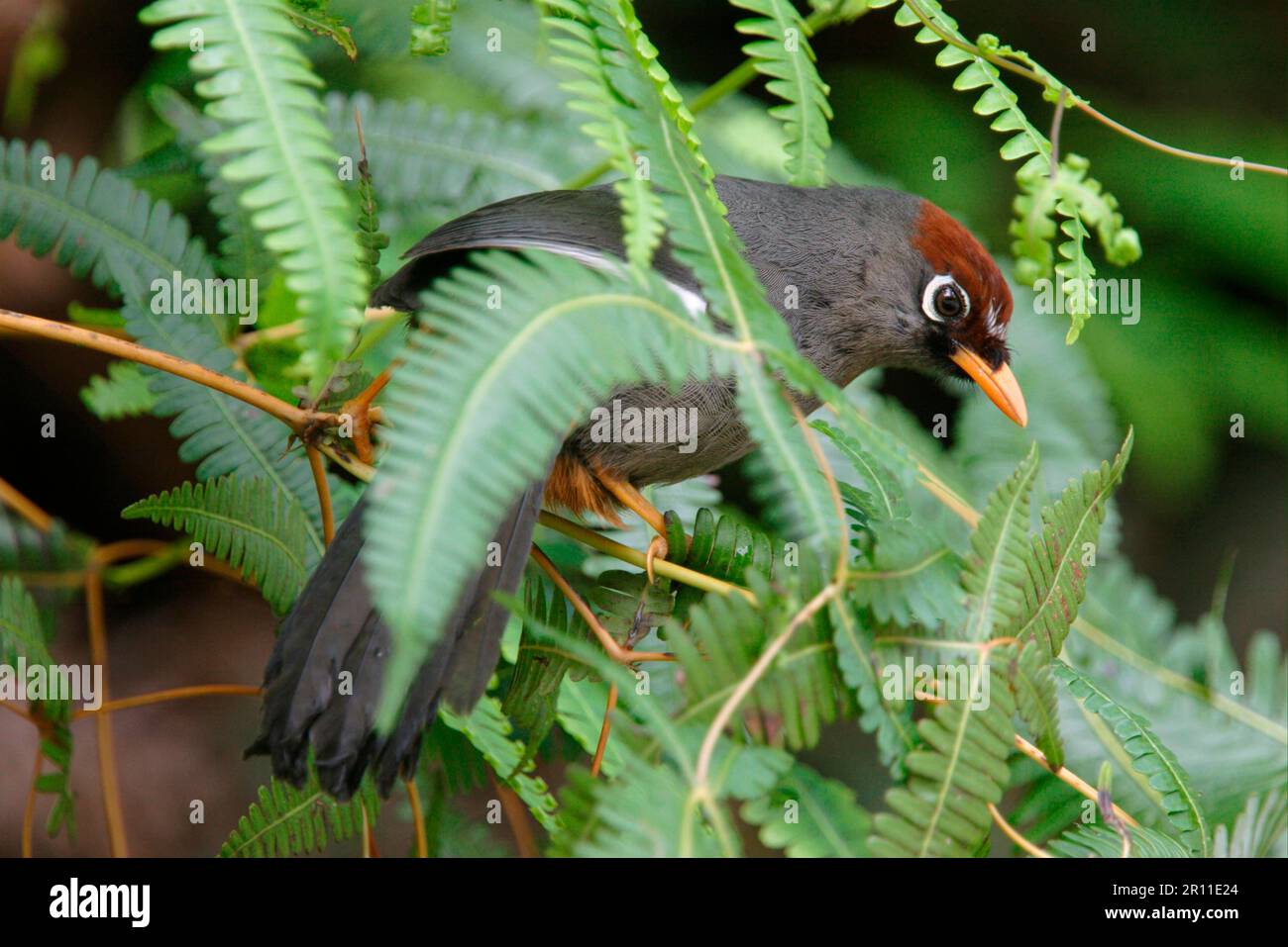 Mirror-crowned Laughing Thrush, Mirror-crowned Laughing Thrush, Mirror ...