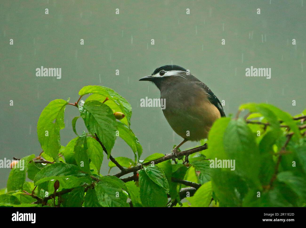 White-eared Sibia (Heterophasia auricularis) adult, sitting in fruit ...