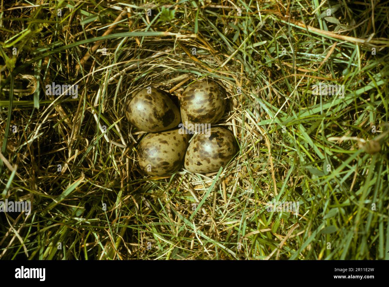 Common Snipe, common snipes (Gallinago gallinago), Animals, Birds ...