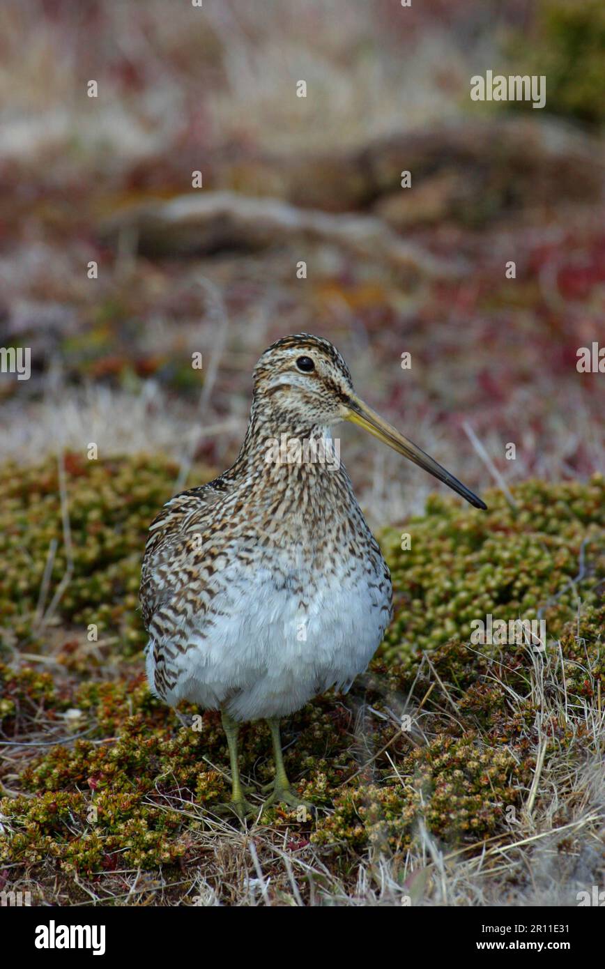 Gallinago paraguaiae magellanica, Magellan Snipe, Magellanic Snipe ...