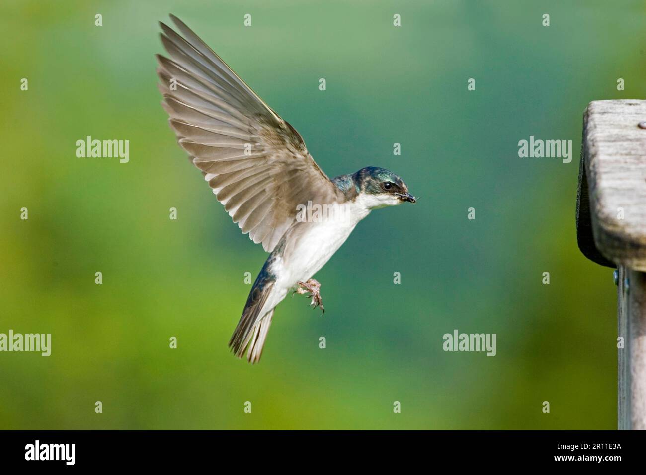 Tachicyneta bicolor, tree swallows (Tachycineta bicolor), Songbirds ...