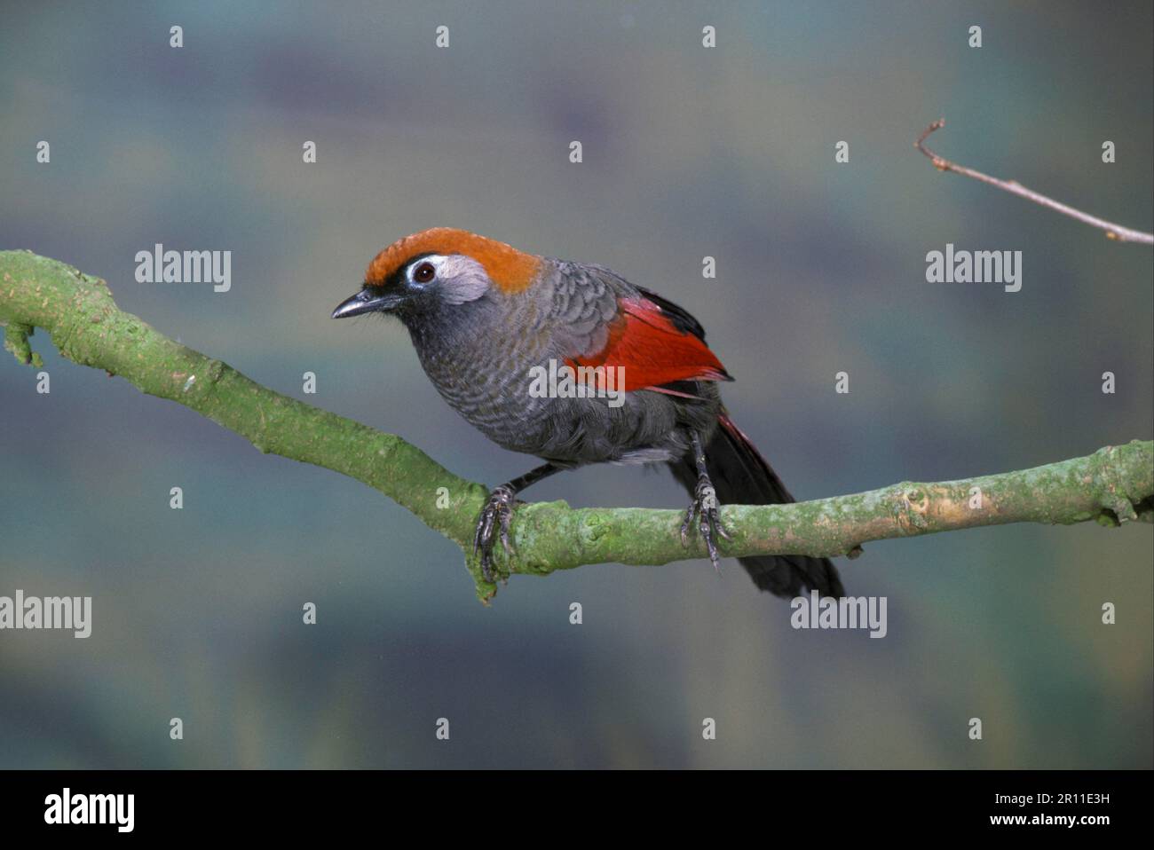 Red-tailed Laughing Thrush, Red-tailed Laughing Thrush, Corvids ...