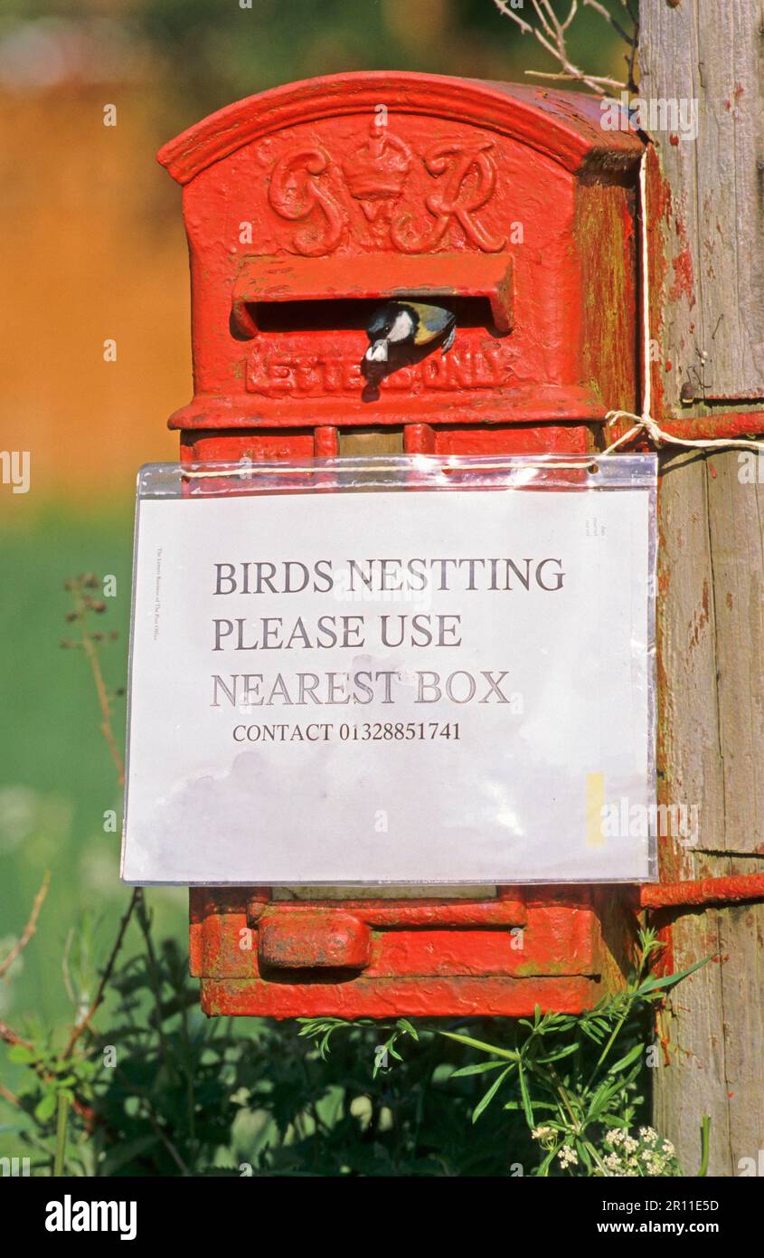 Great Tit (Parus major) adult, removing droppings from postbox nestsite ...