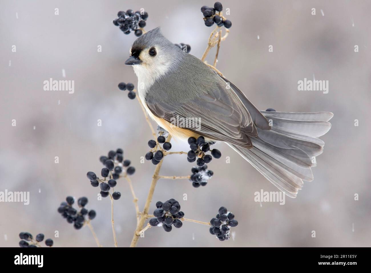 Tufted Titmouse (Baeolophus bicolor) adult, perched on privet with ...