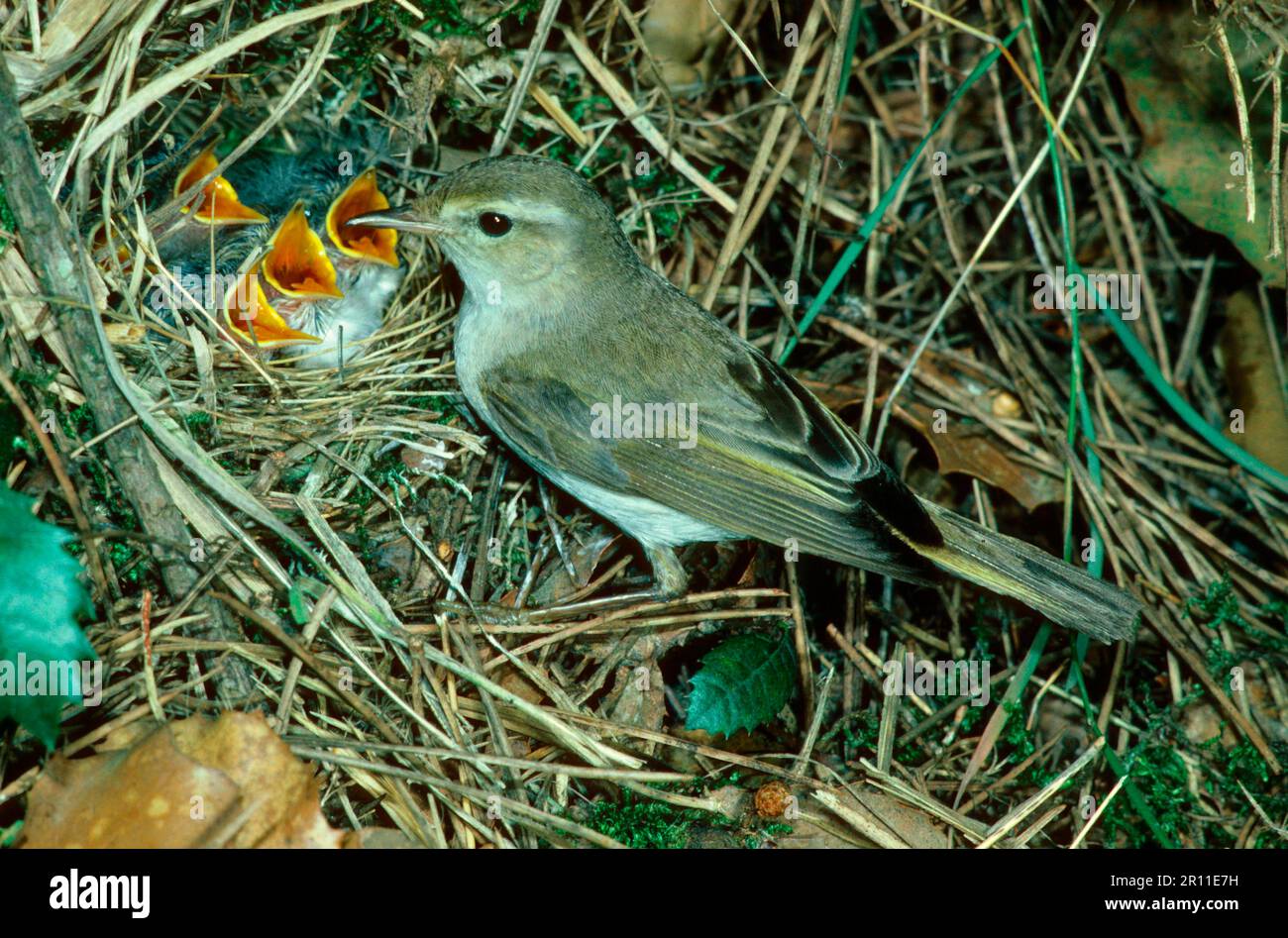 Western bonelli's warbler (Phylloscopus bonelli), songbirds, animals ...
