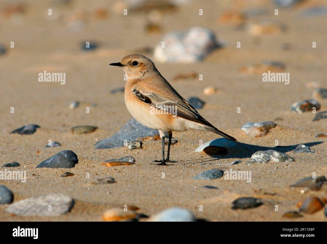 Desert wheatear (Oenanthe deserti), songbirds, animals, birds, Desert ...