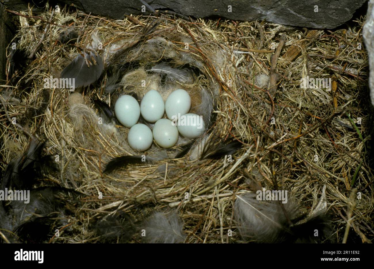 Six nesting birds hi-res stock photography and images - Alamy