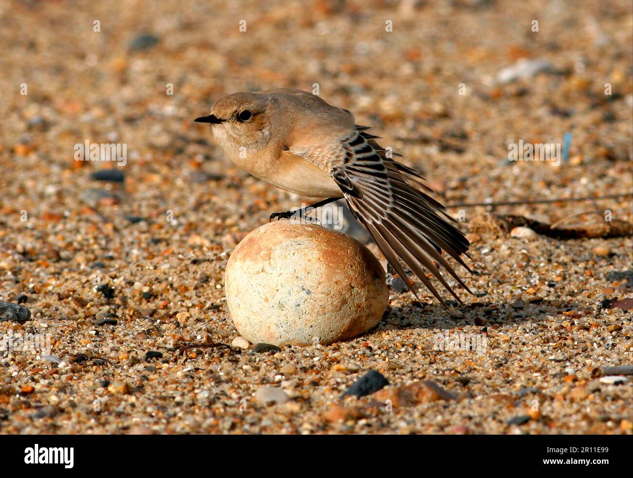 Desert wheatear (Oenanthe deserti), songbirds, animals, birds, Desert ...