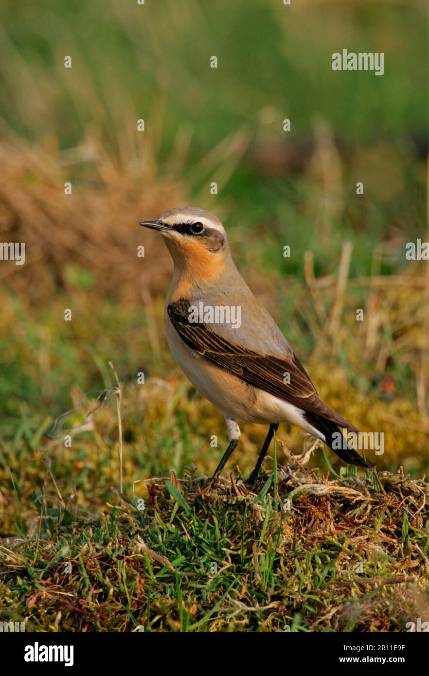 Northern wheatear migration hi-res stock photography and images - Alamy