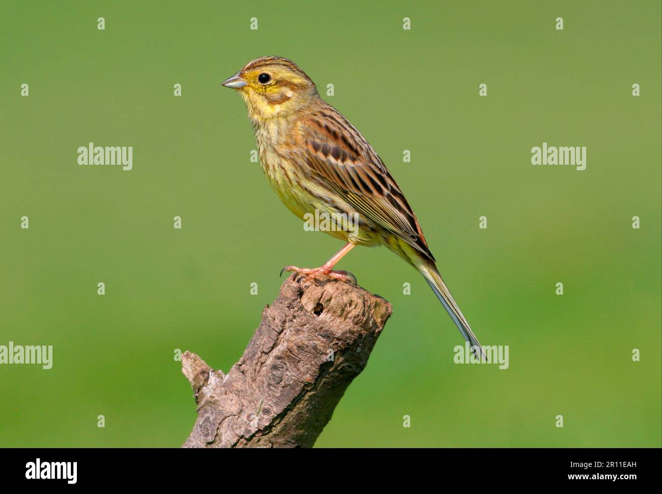 Yellowhammer female hi-res stock photography and images - Alamy