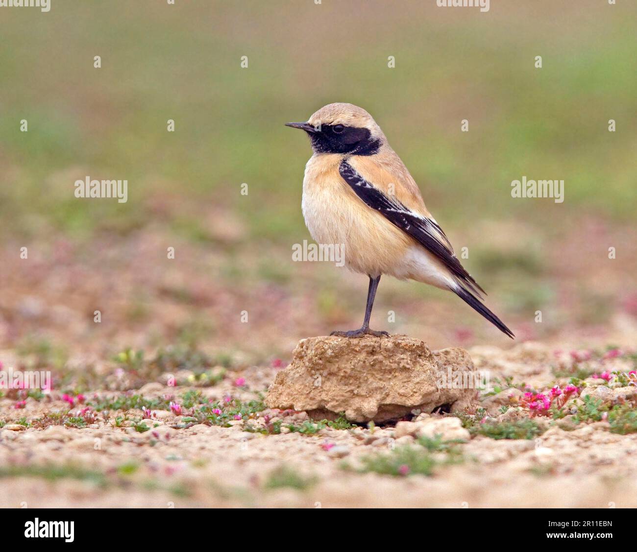 Desert wheatear (Oenanthe deserti), songbirds, animals, birds, Desert ...