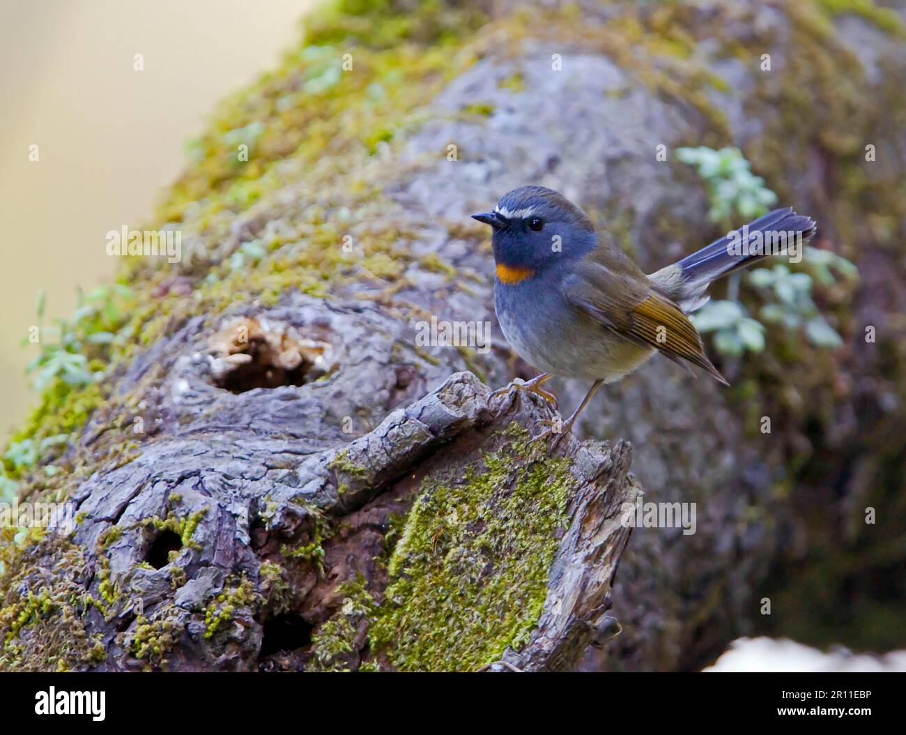 Red-breasted flycatcher (Ficedula strophiata), adult male, sitting on a ...
