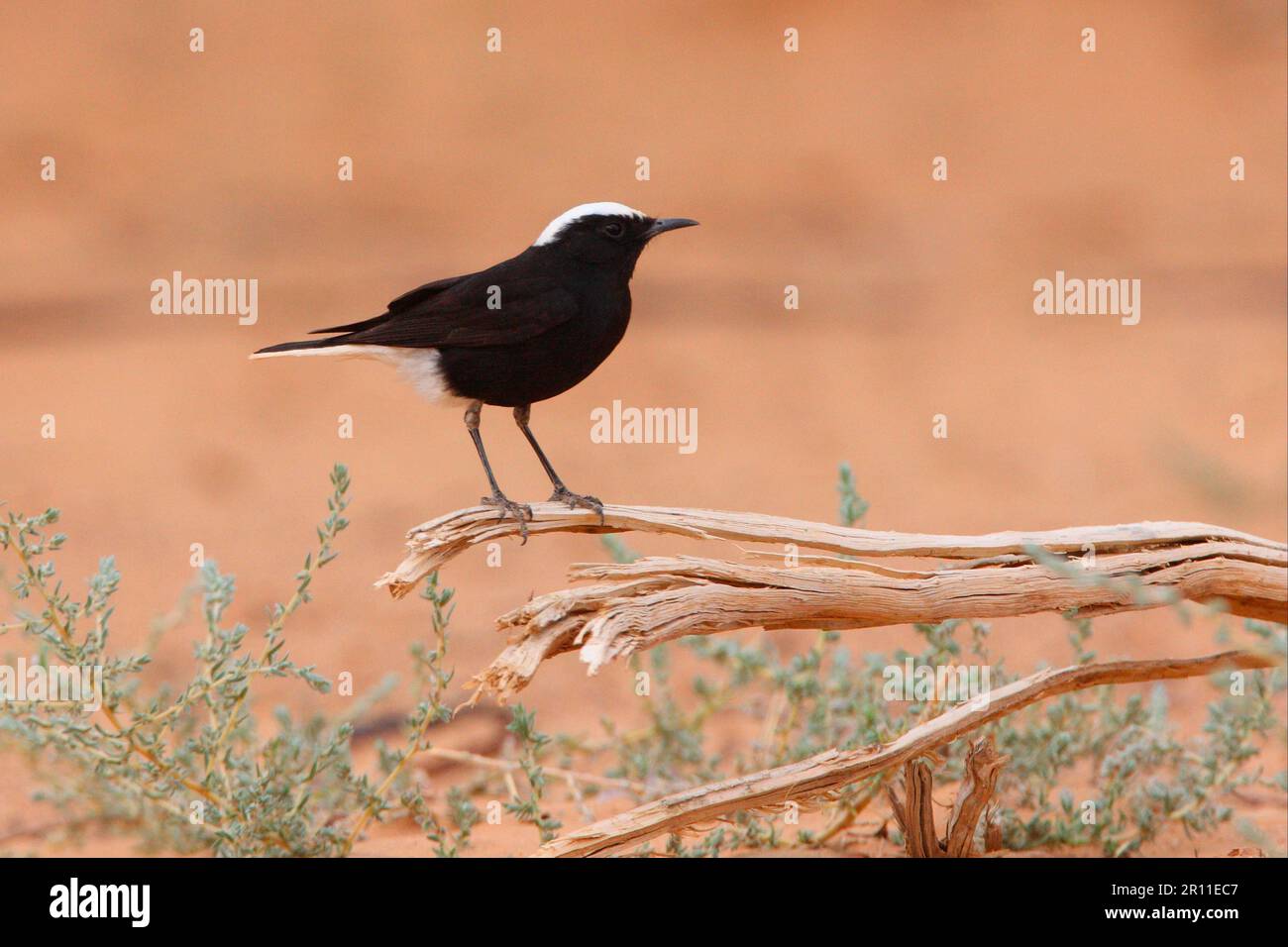 Mediterranean Wheatear, songbirds, animals, birds, White-crowned Black ...