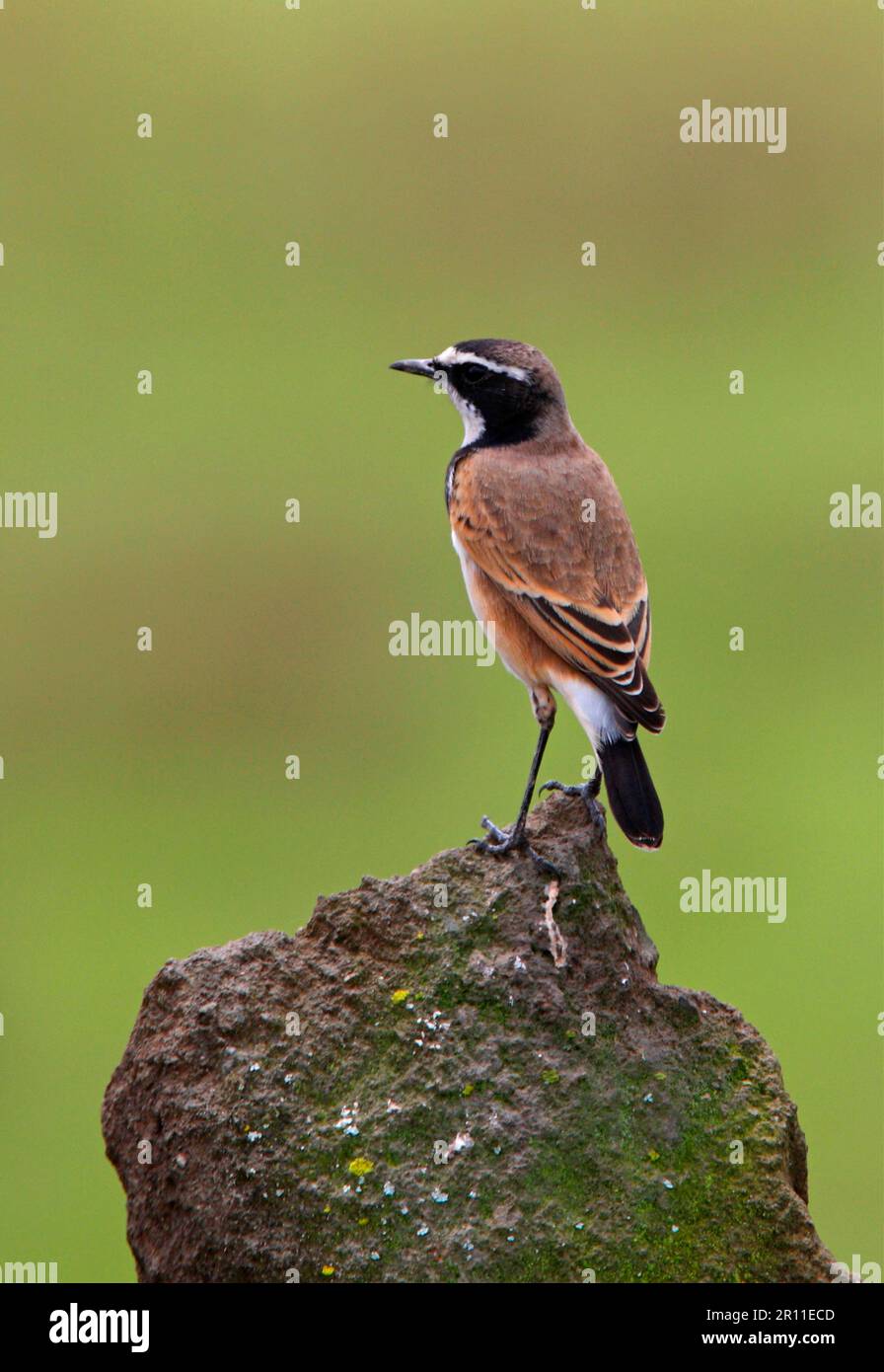Earth Wheatear, songbirds, animals, birds, Capped Wheatear (Oenanthe ...