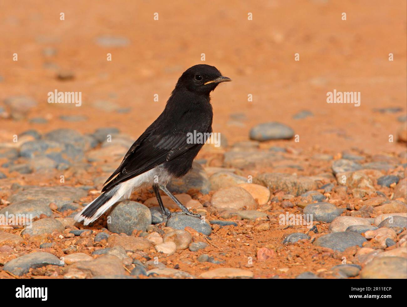 Mediterranean Wheatear, songbirds, animals, birds, White-crowned Black ...