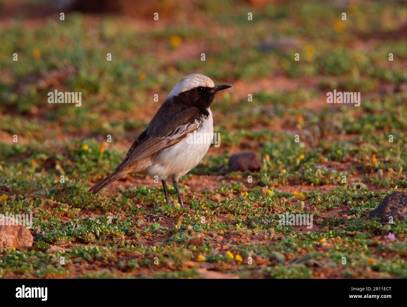 Pale-rumped Wheatear, Pale-rumped Wheatear, songbirds, animals, birds ...
