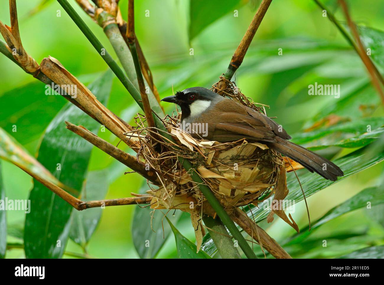 White-eared Jay, White-eared Jay, White-eared Jay, Corvids, Songbirds ...