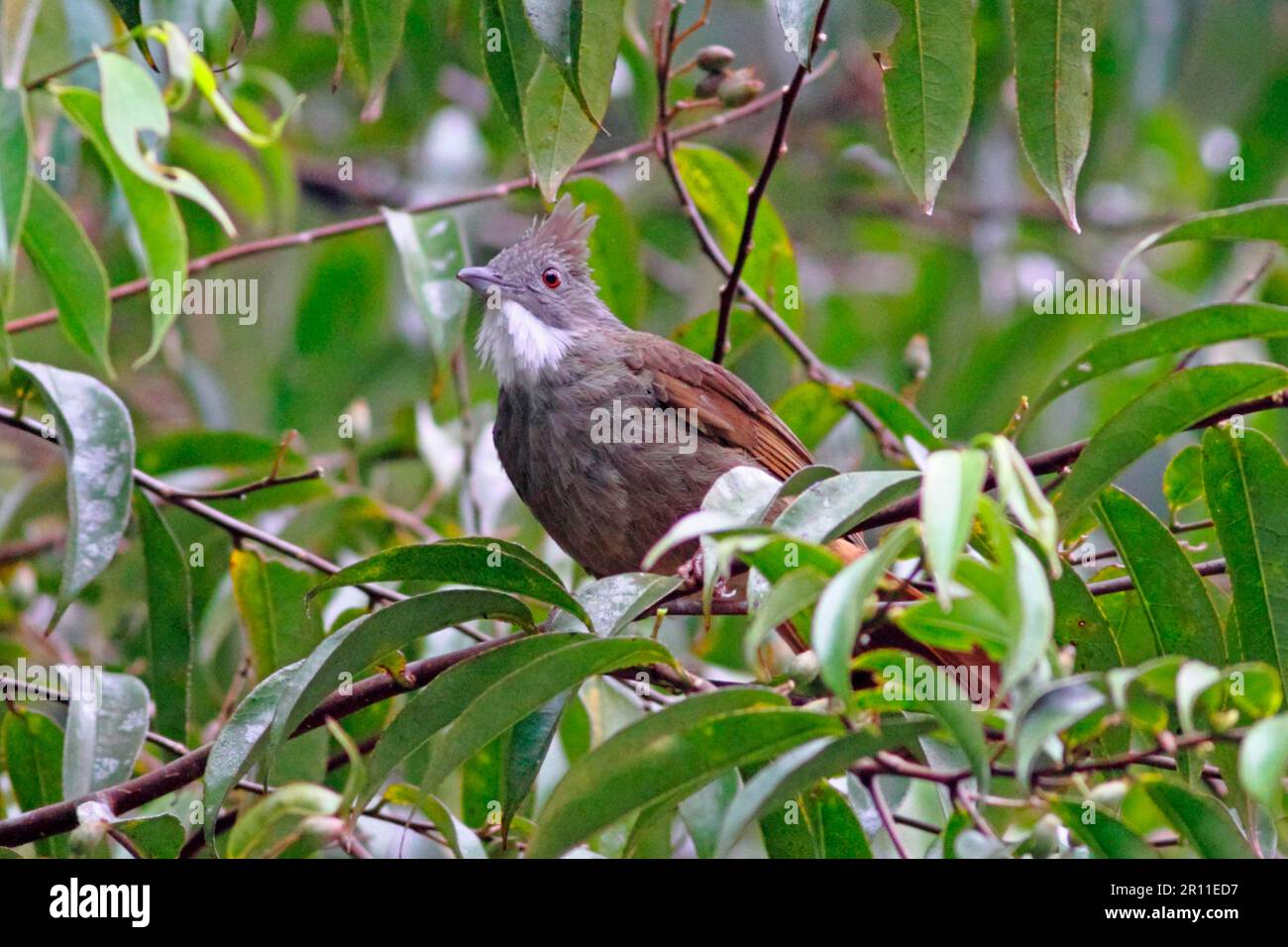 Ochraceous Bulbul (Alophoixus ochraceus ruficrissus) adult, perched in ...