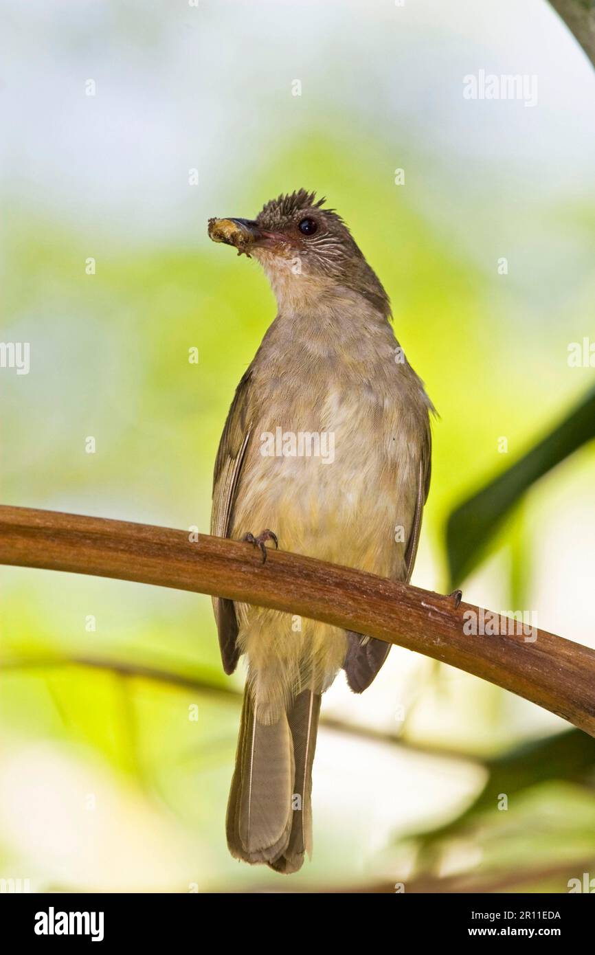 Adult olive-winged bull (Pycnonotus plumosus), with food in beak ...