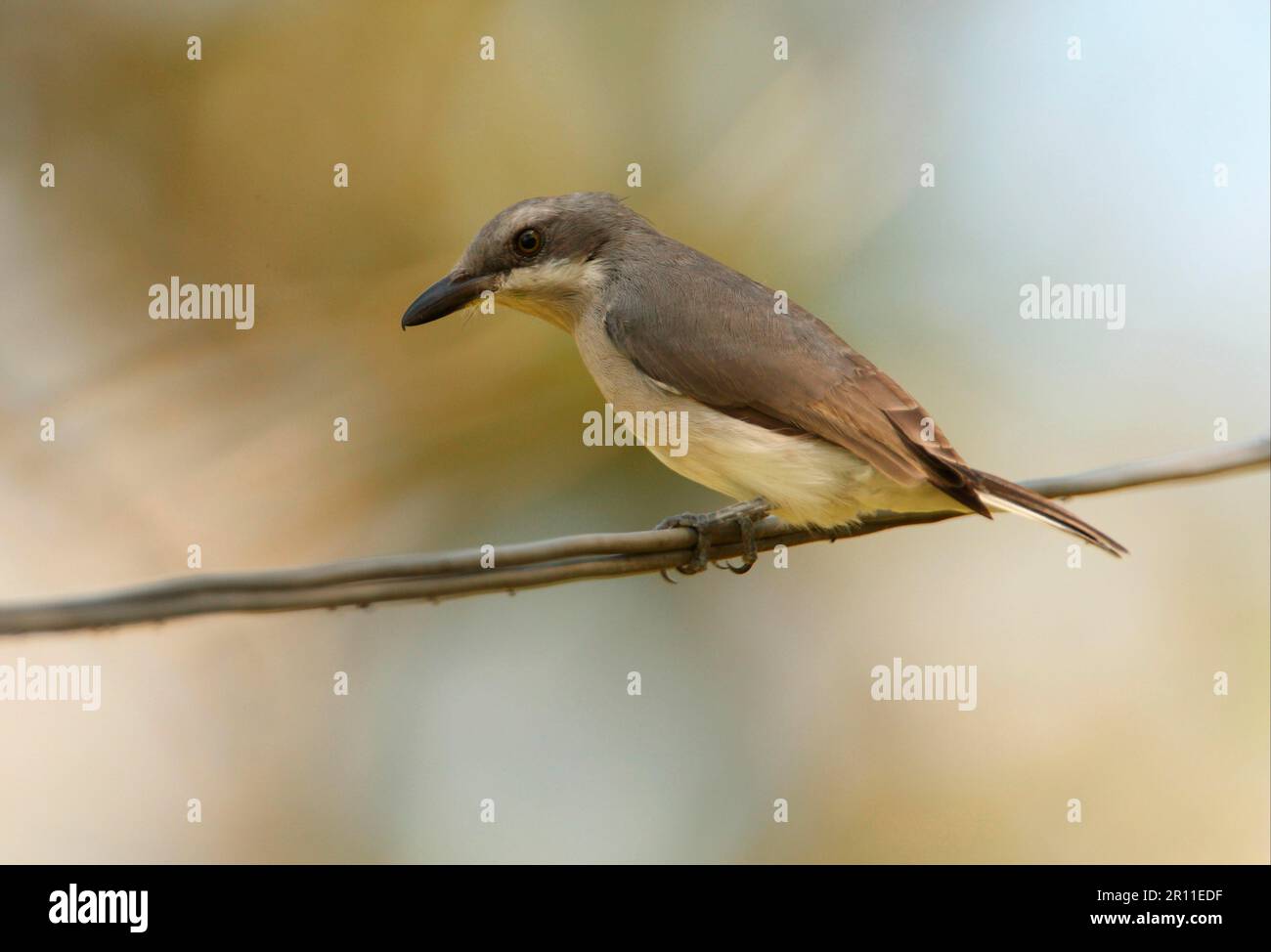 Bush Shrike, songbirds, animals, birds, Ceylon Woodshrike (Tephrodornis ...