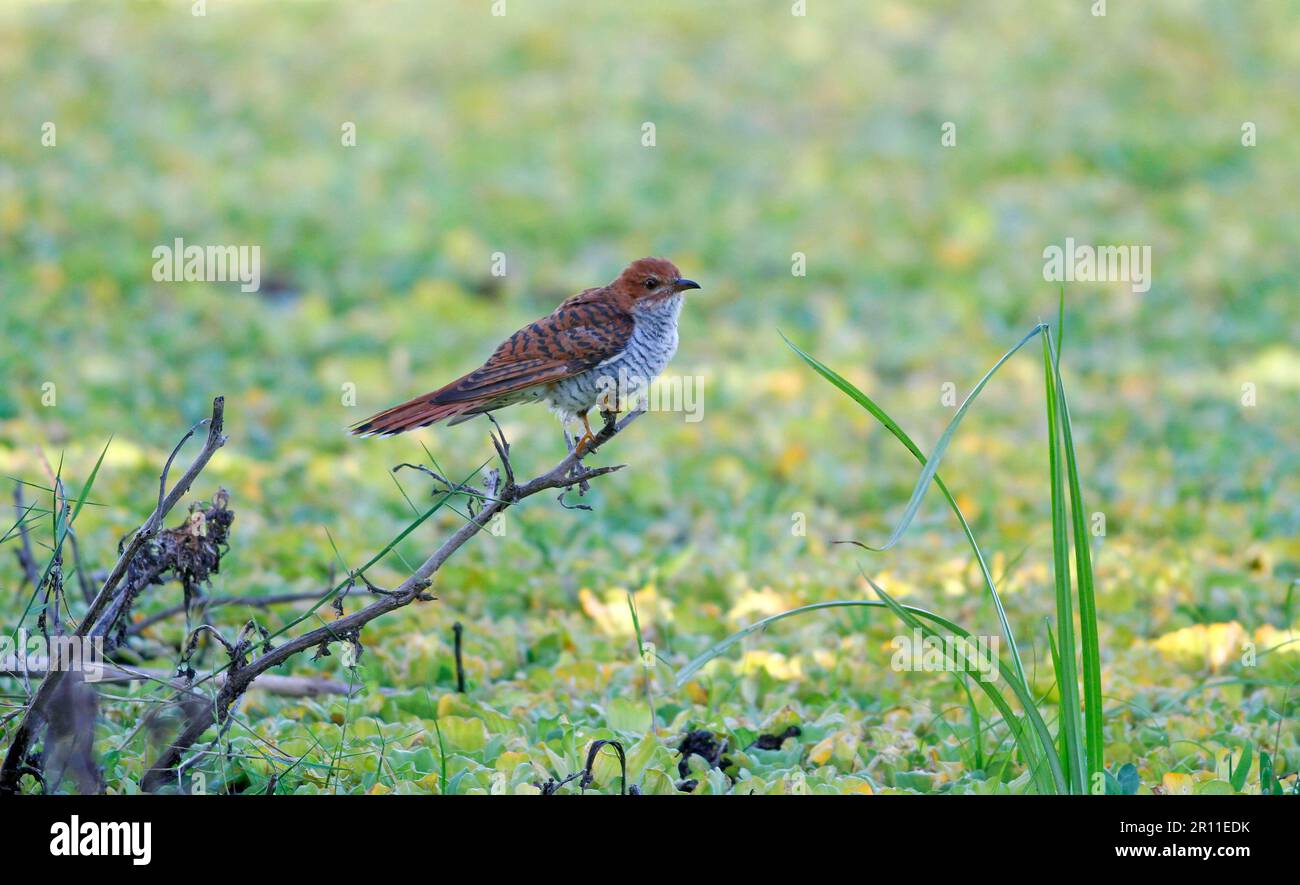 Grey-bellied Cuckoo (Cacomantis passerinus) hepatic form, adult female ...