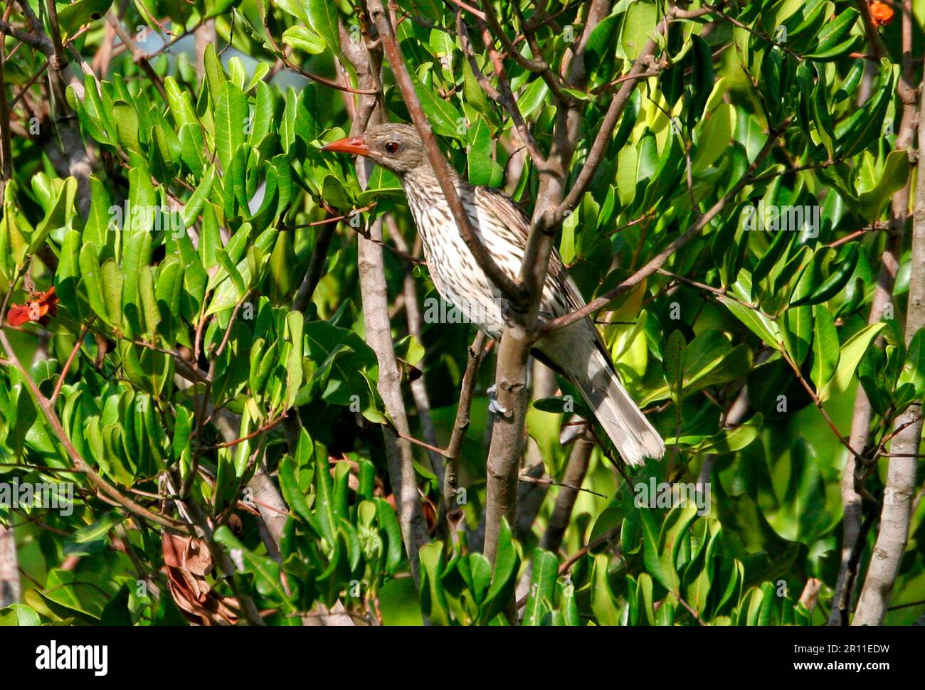 Olive-backed Oriole (Oriolus sagittatus), mature tree-sitting Oriole ...