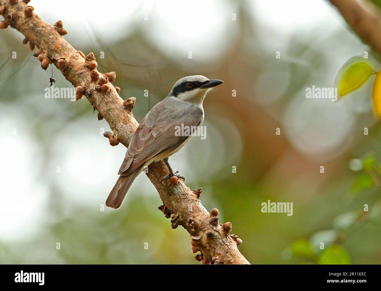 Bush Shrike, Large Wood Shrike, Great Wood Shrike, Songbirds, Animals ...