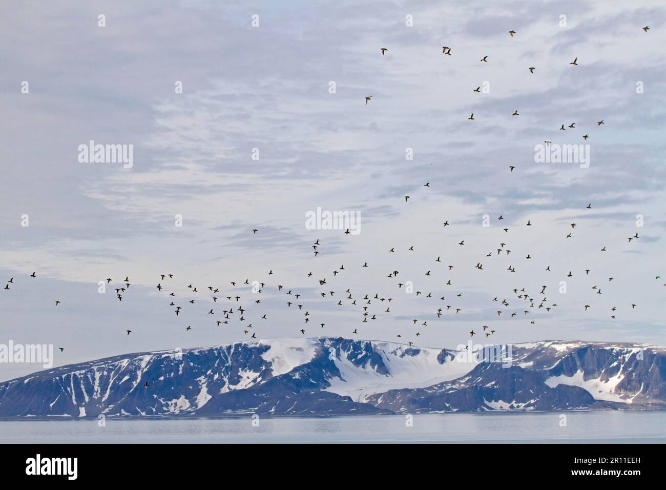 Little Auk (Alle alle) adults, summer plumage, flock in flight over ...