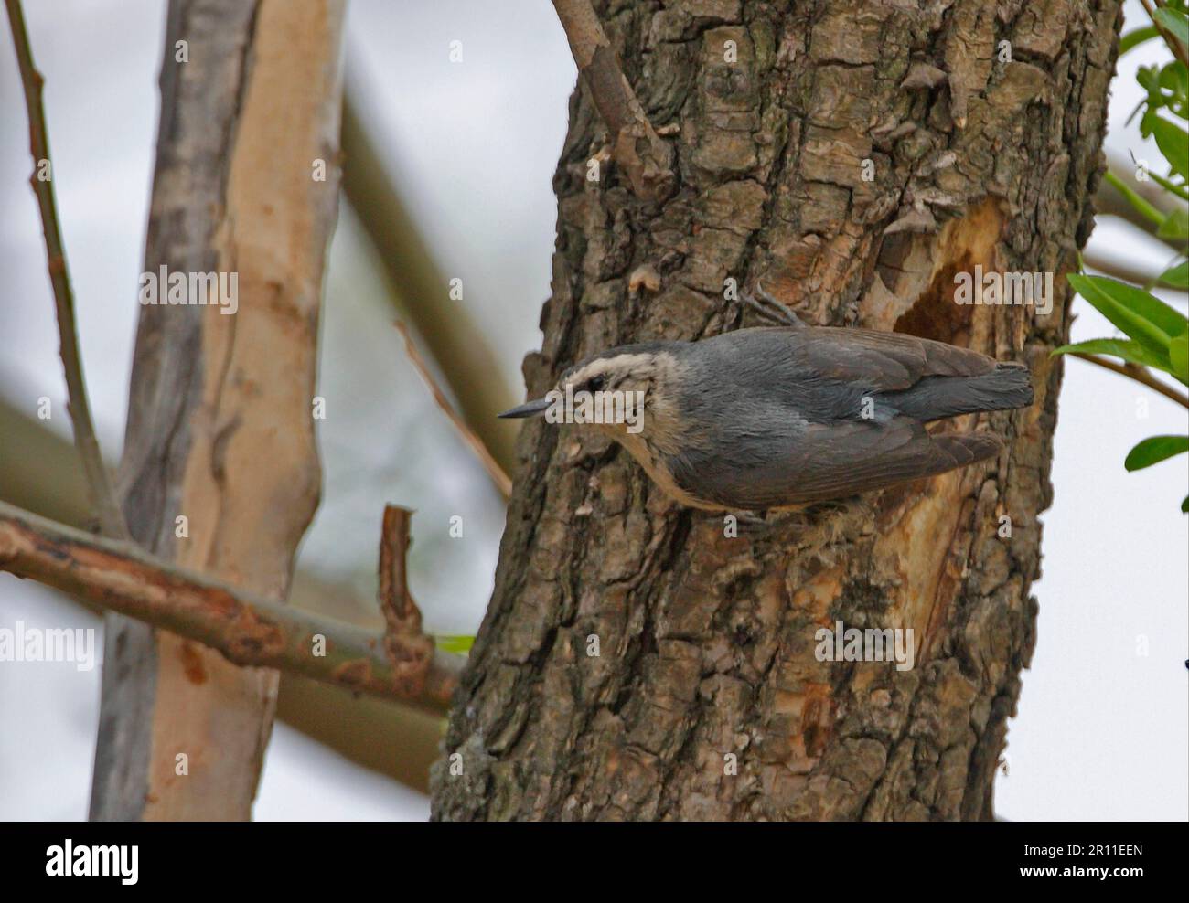 Snowy Nuthatch (Sitta villosa) adult, at nest hole entrance in tree ...