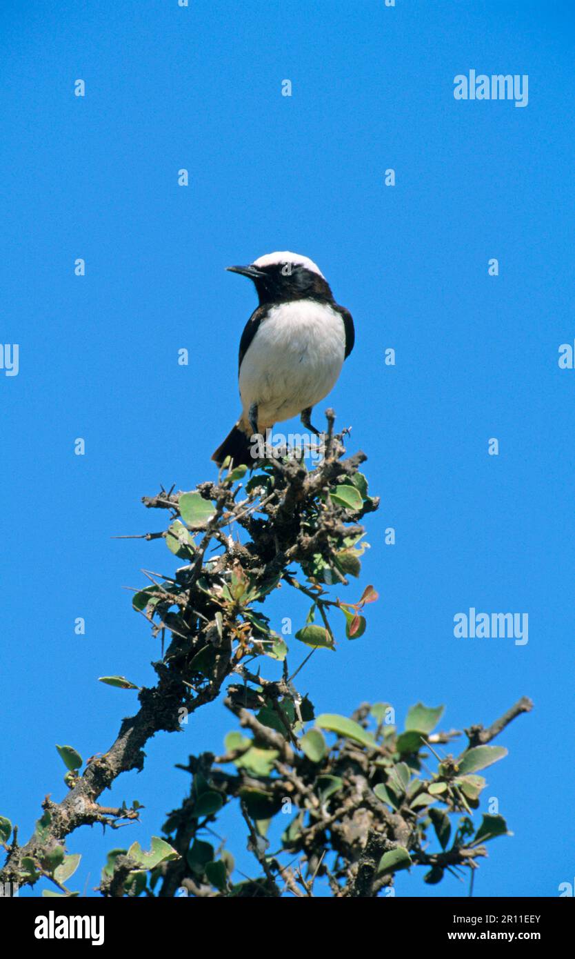 Oman and south arabian wheatear hi-res stock photography and images - Alamy