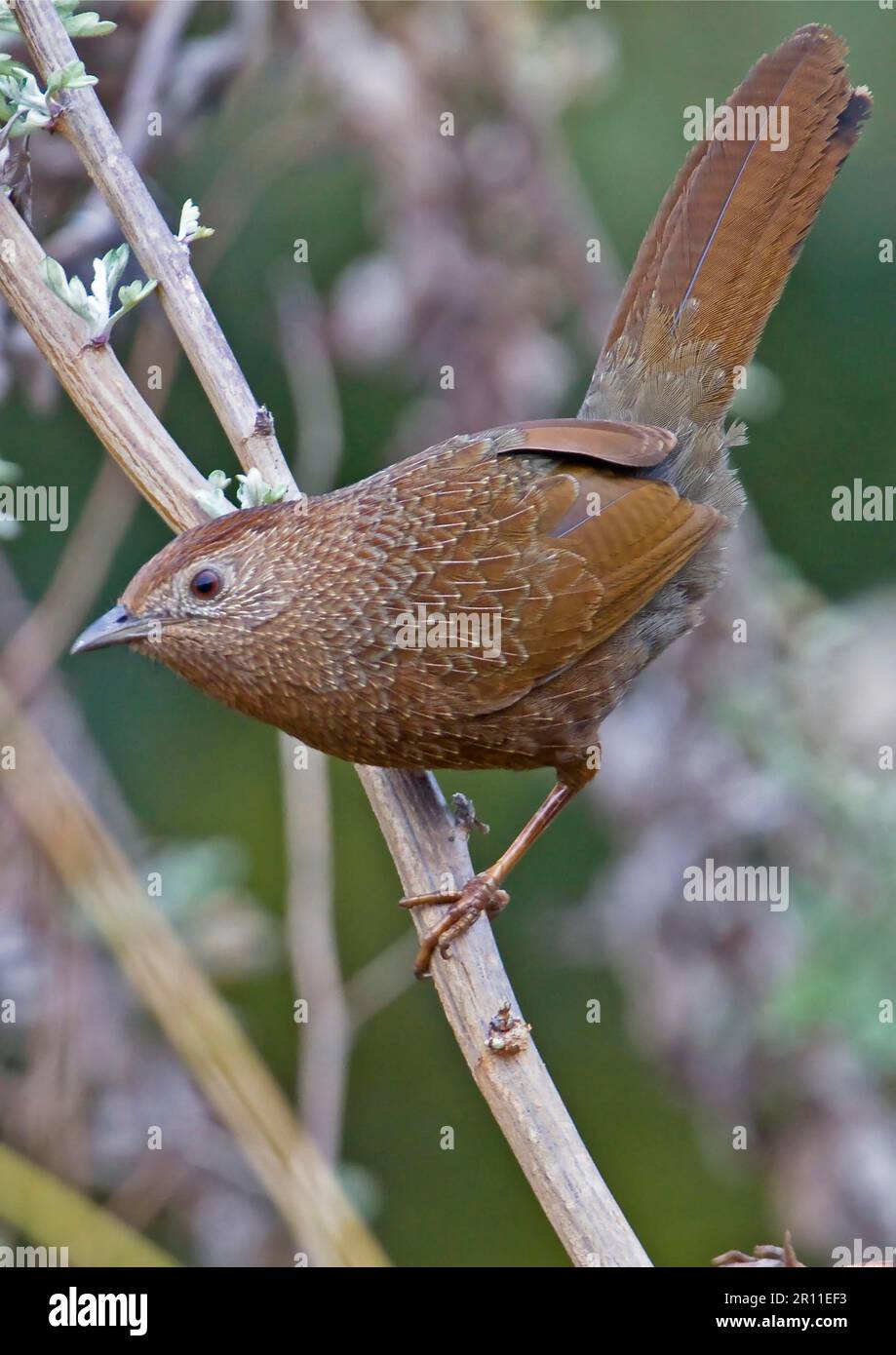 Bhutan Laughing Thrush, Bhutan Laughing Thrush, Corvids, Songbirds ...
