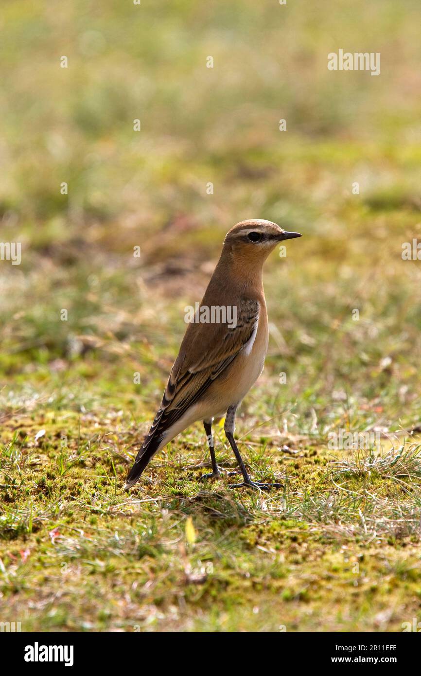 Wheatear, songbirds, animals, birds, Northern Wheatear, autumn plumage ...