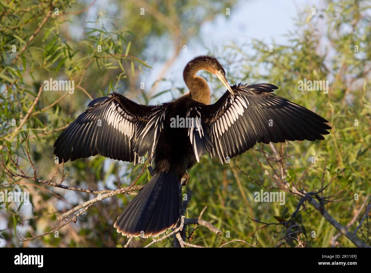 Anhingas, American Darters (Anhinga anhinga), Ruderfeet, Animals, Birds, Anhinga Stock Photo - Alamy
