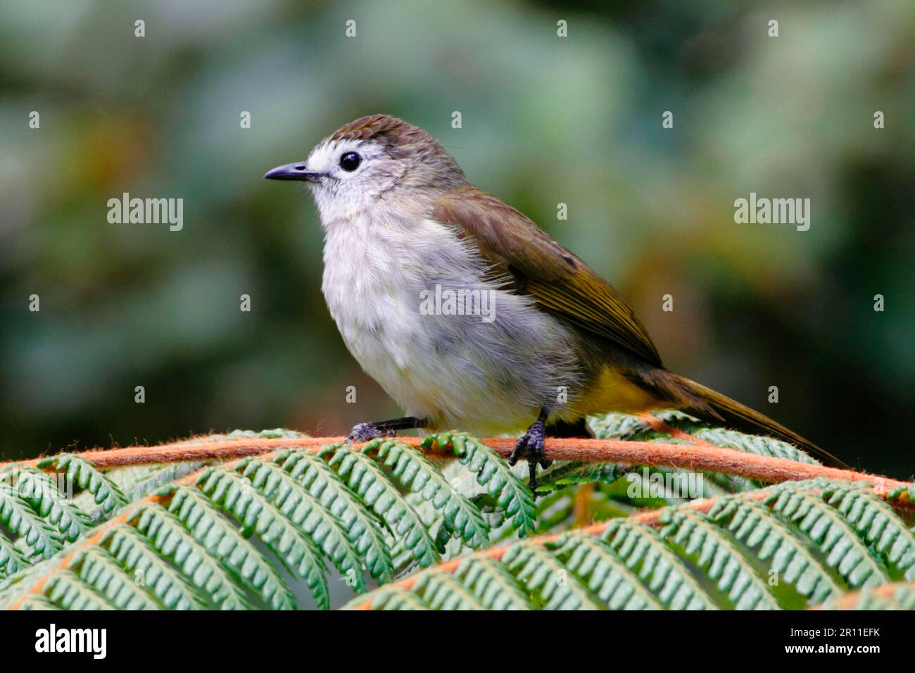 Pale-faced Bulbul (Pycnonotus leucops) adult, perched on stem, Gunung ...