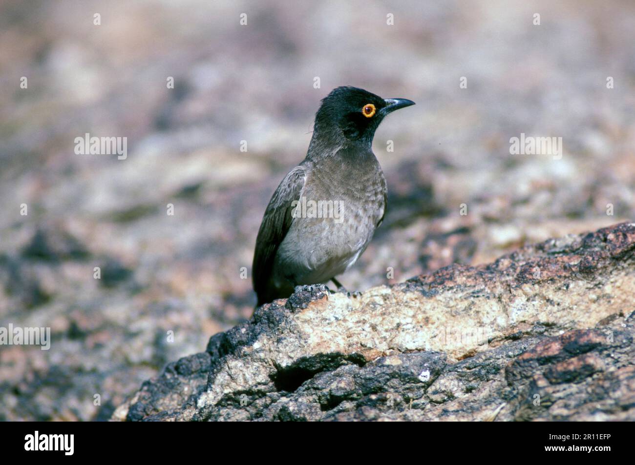 African red-eyed bulbul (Pycnonotus nigricans Stock Photo - Alamy