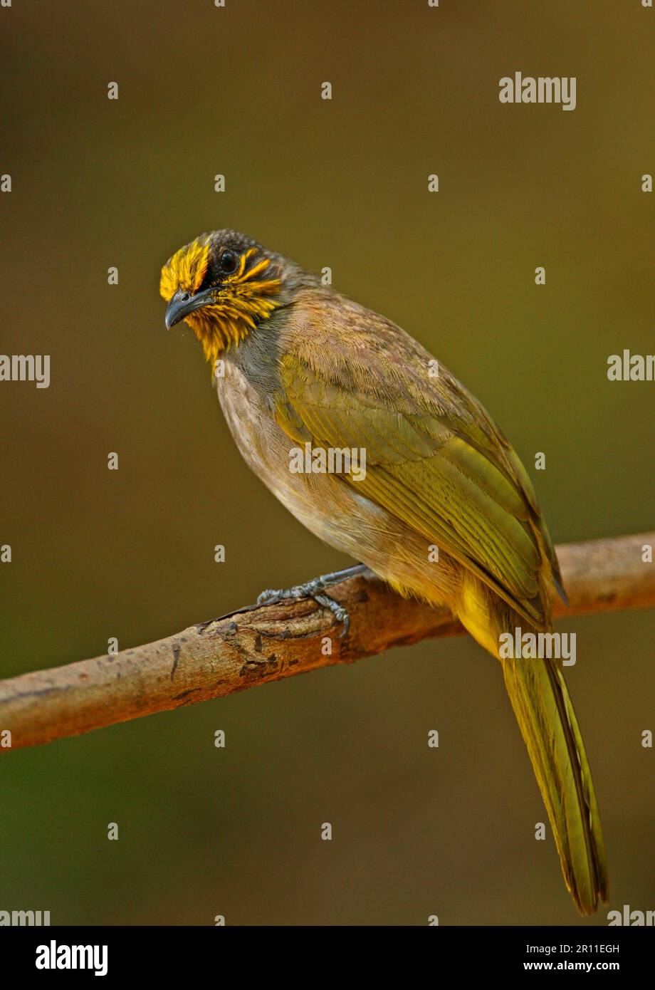 Striped throated bulbul hi-res stock photography and images - Alamy