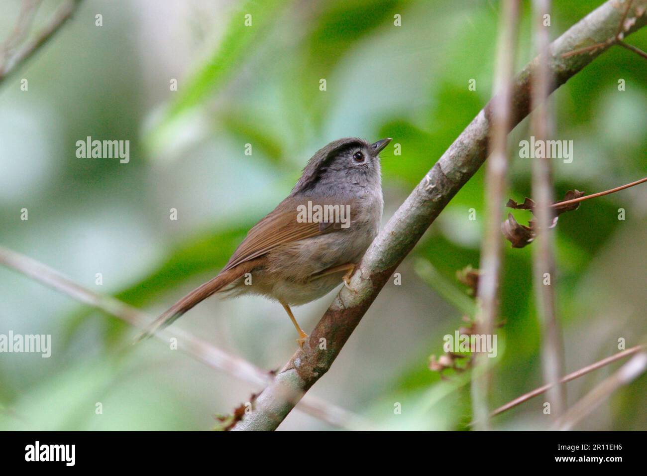 Mountain Fulvetta (Alcippe peracensis), adult perch, Fraser's Hill ...