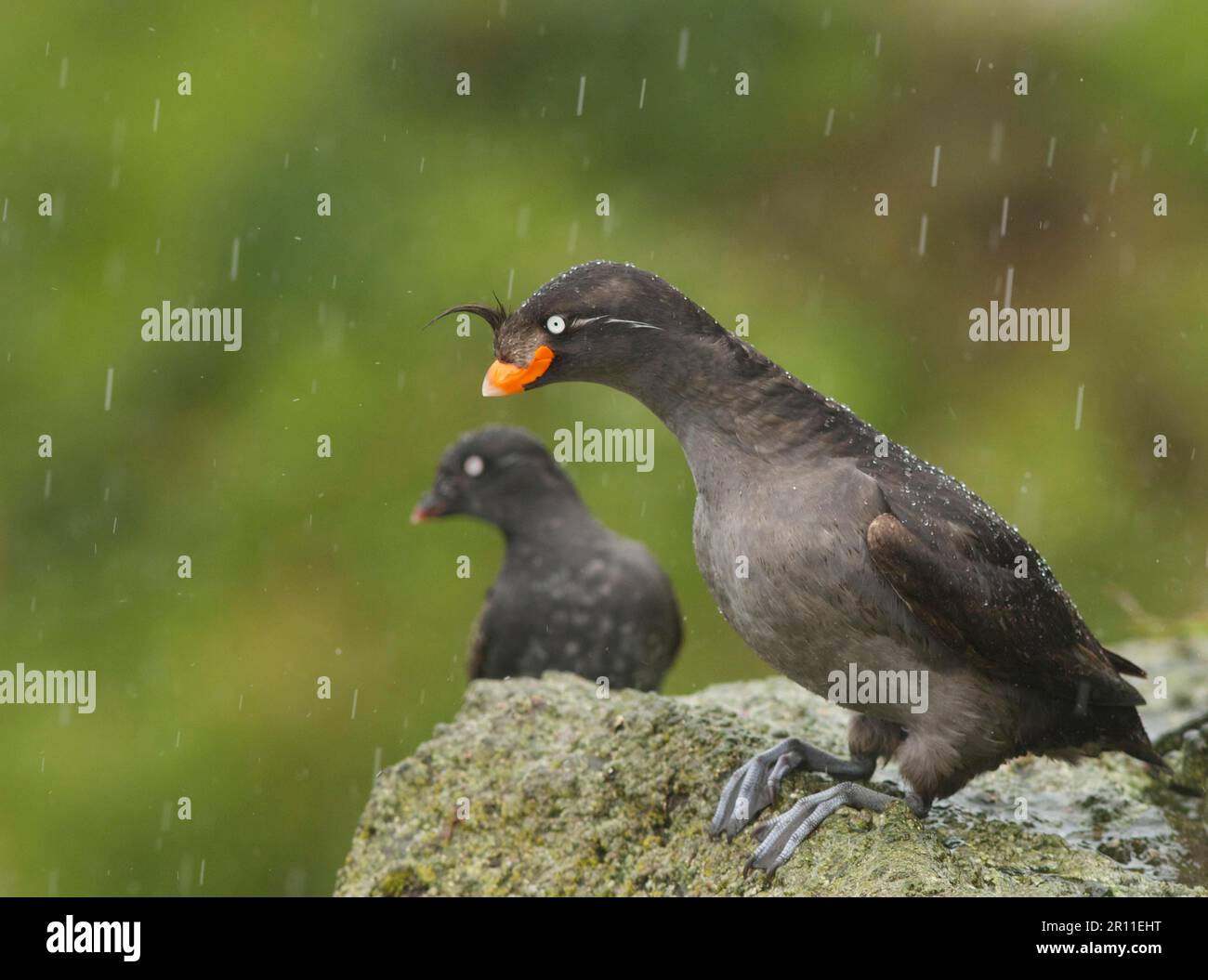 Crested Auklet (Aethia cristatella) and Least Auklet (Aethia pusillus ...