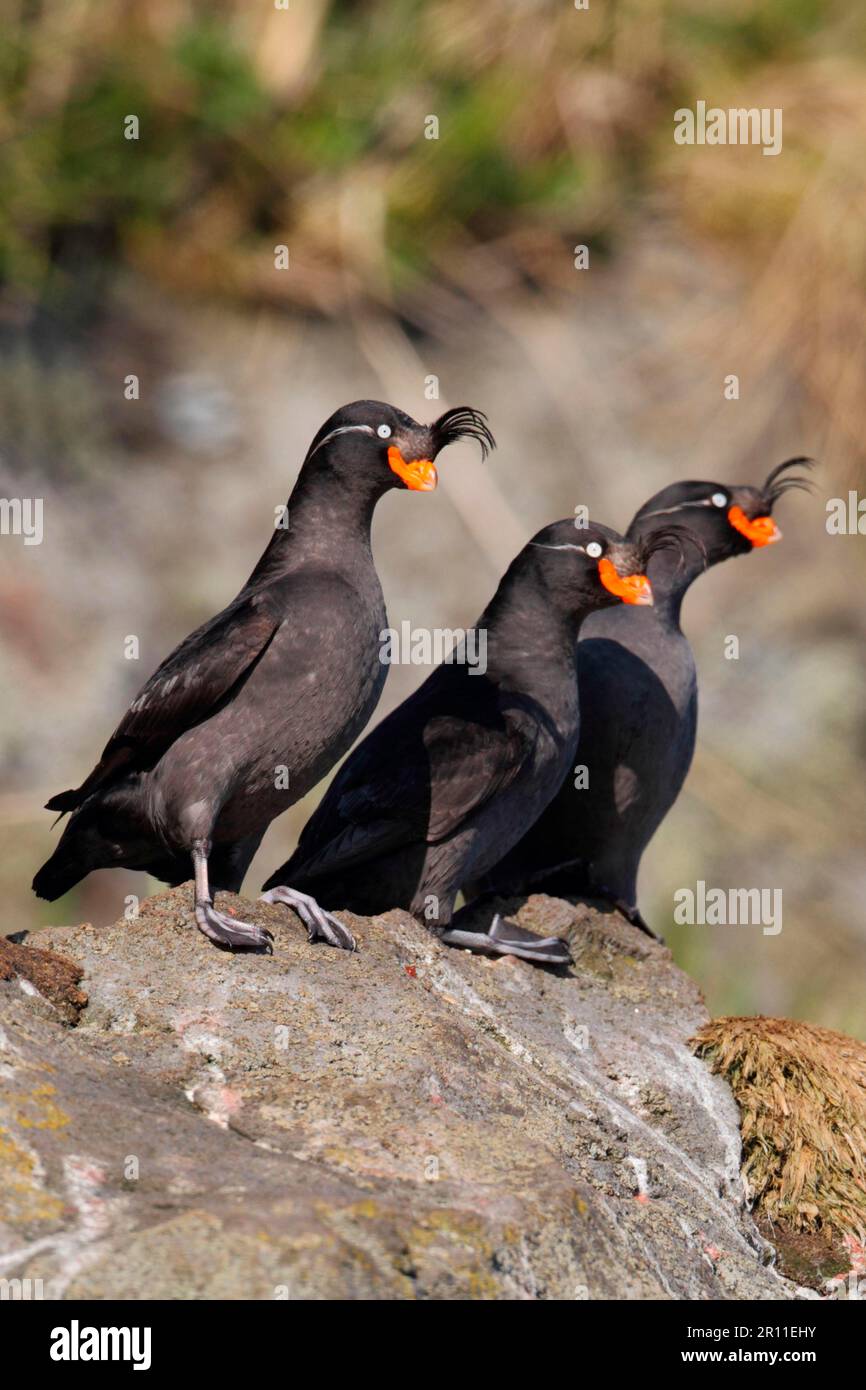 Crested Auklet (Aethia cristatella) three adults, standing on rock ...