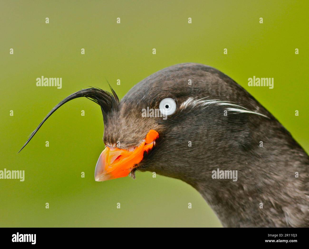 Crested Auklet (Aethia cristatella) adult, breeding plumage, close-up ...