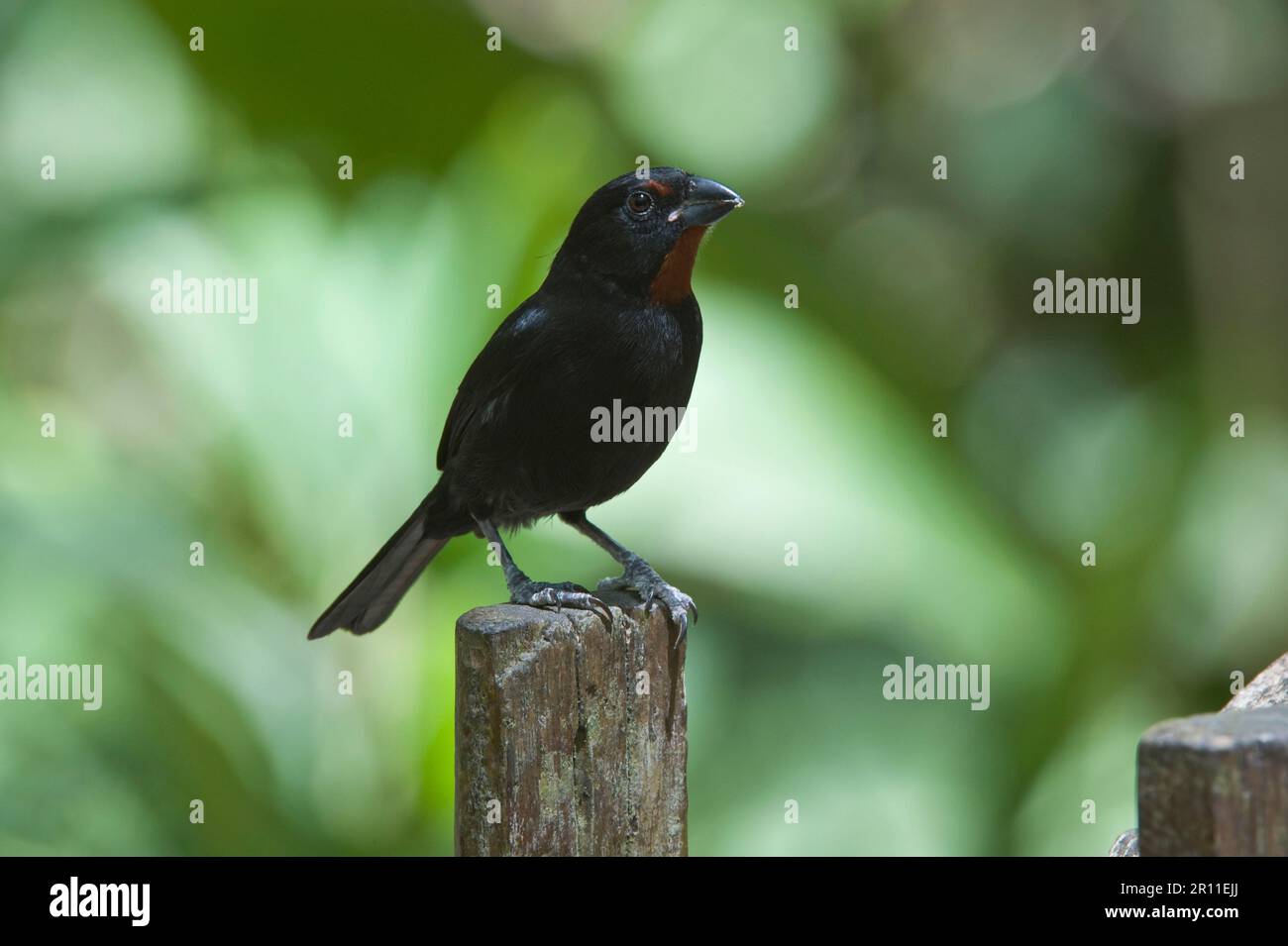 Lesser lesser antillean bullfinch (Loxigilla noctis) adult male ...