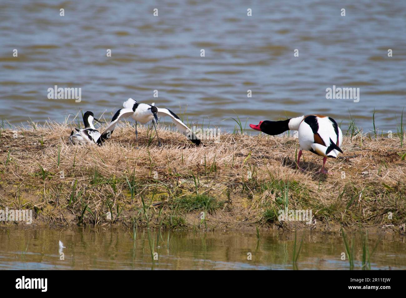 Adult pair of Avocets (Recurvirostra avocetta), one pair spreading ...