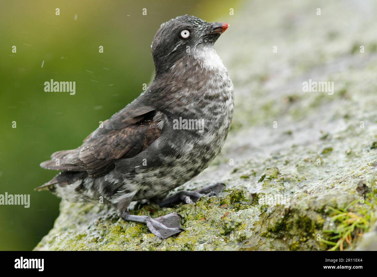 Least Auklet (Aethia pusillus) adult, breeding plumage, standing on ...