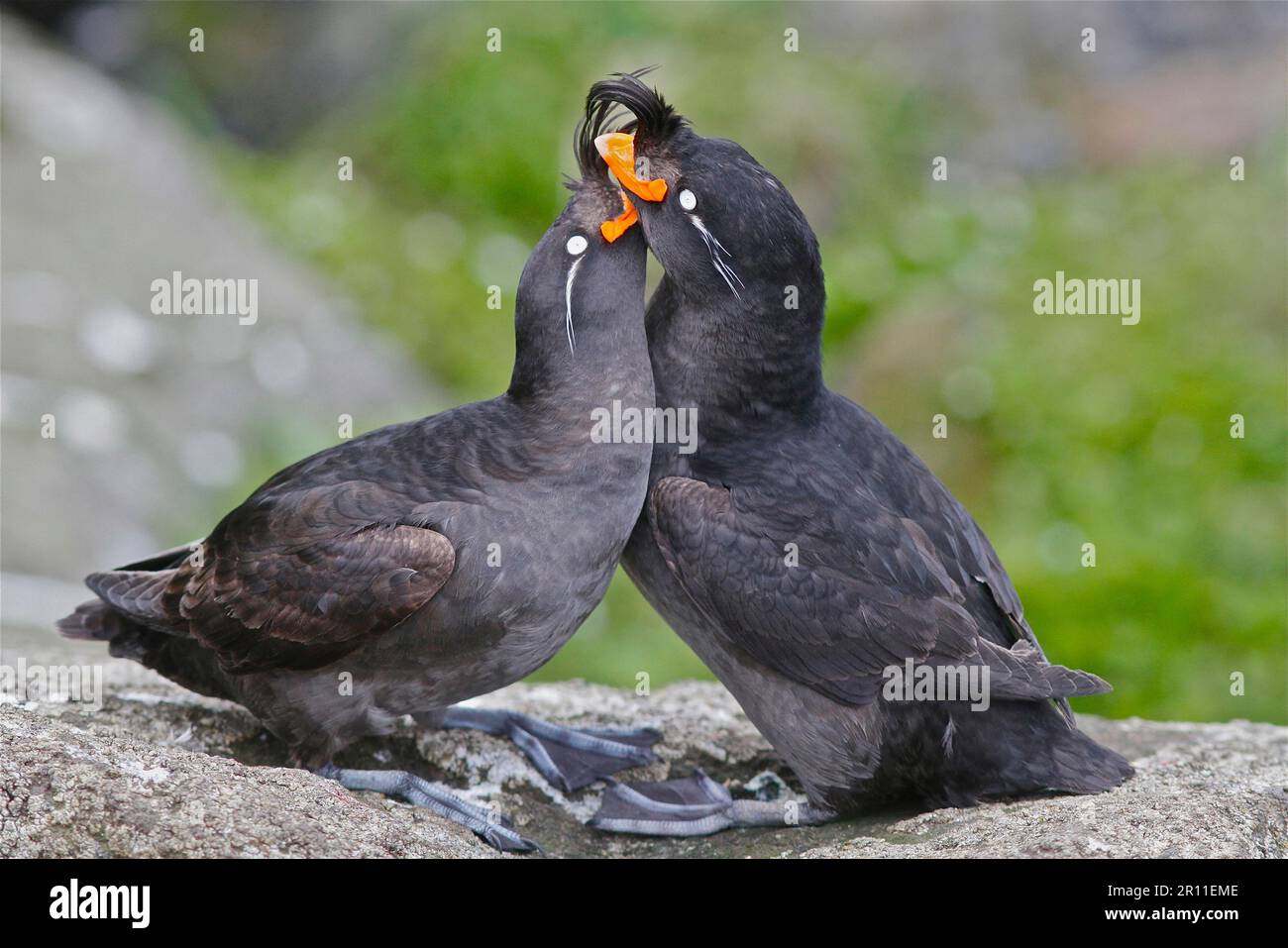 Crested auklet display hi-res stock photography and images - Alamy