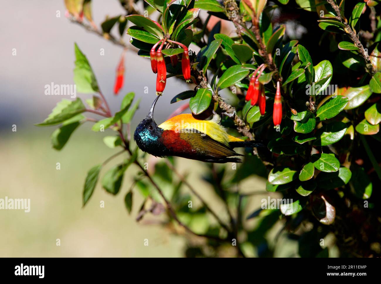 Green tailed sunbird hi-res stock photography and images - Alamy