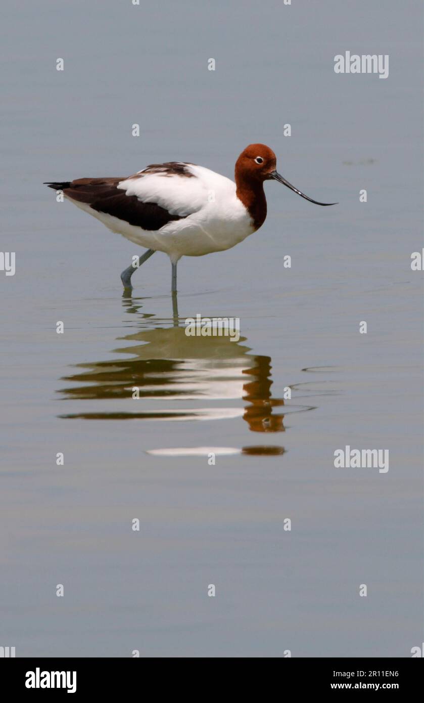 Waders australia hi-res stock photography and images - Alamy