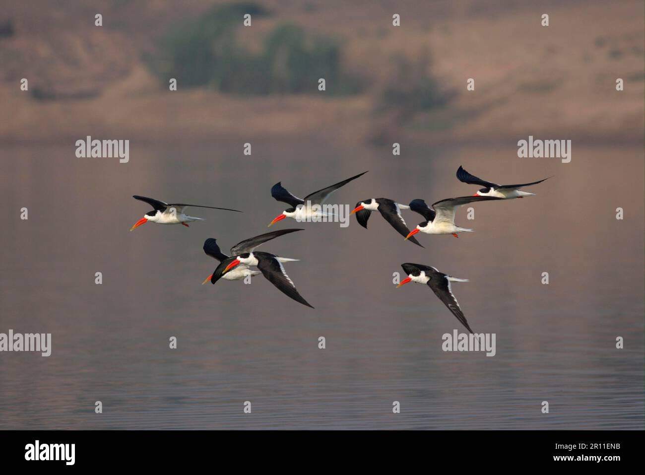 Indian Skimmer (Rynchops albicollis) eight adults, in flight over water ...