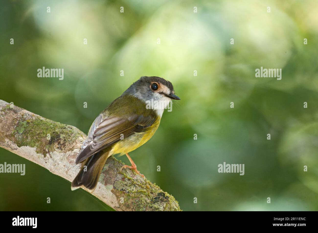 Pale yellow robin tregellasia capito adult hi-res stock photography and ...