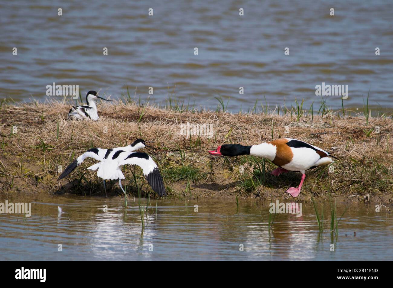 Adult pair of Avocets (Recurvirostra avocetta), one pair spreading ...