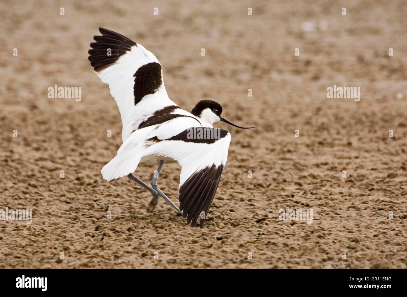 Adult Eurasian Avocet (Recurvirostra avocetta), in distraction display ...